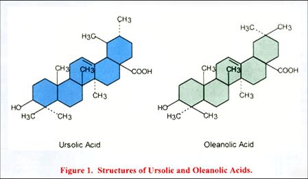 Rumput Mutiara (Hedyotis corymbosa) – CCRC
